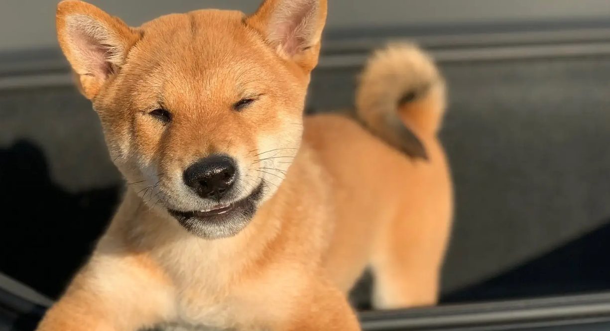 Shiba Inu, o cachorro que vale mais que a XP e BTG juntos